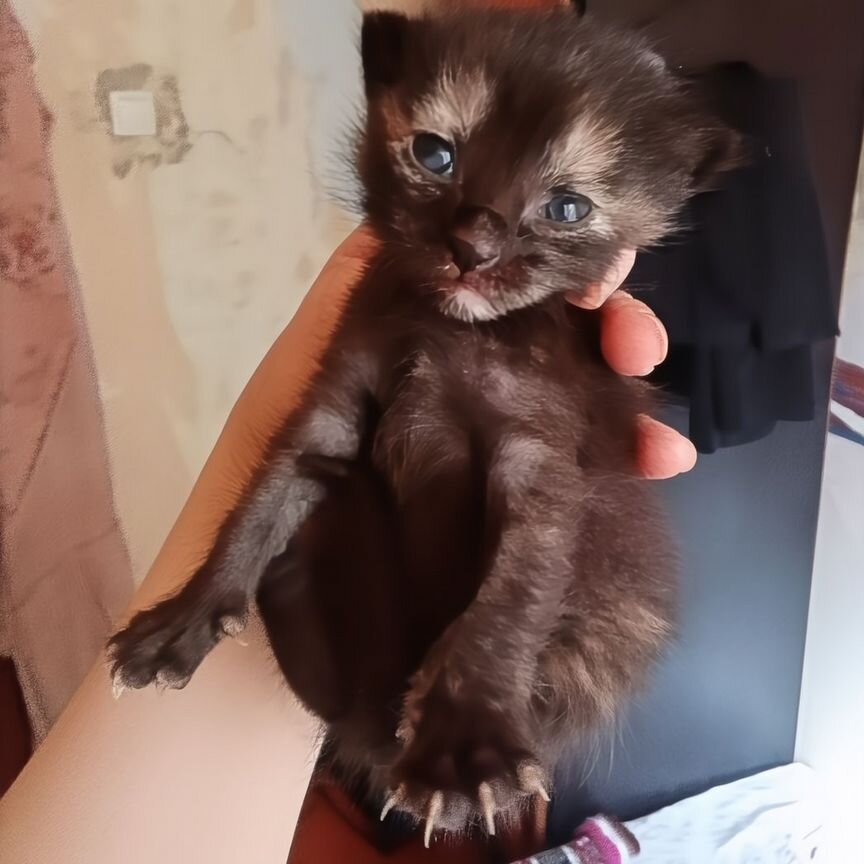 Котёнок в добрые руки
