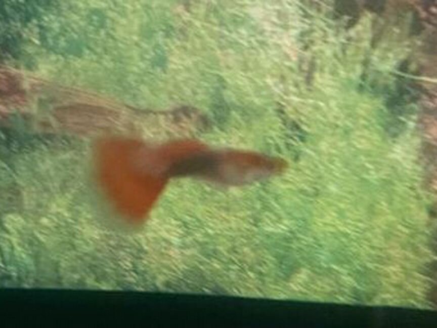 Отдам бесплатно одного самца гуппи