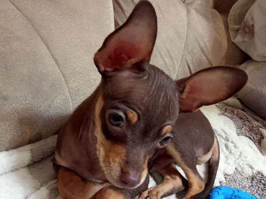 Той-терьер щенки