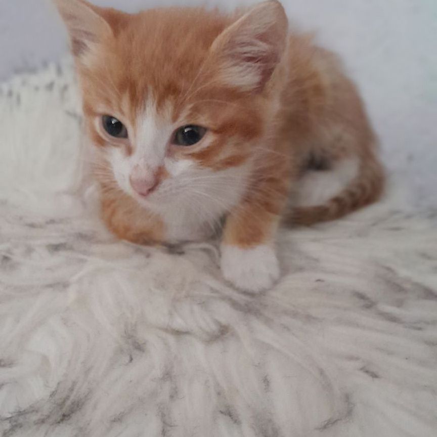 Отдам котенка в добрые руки