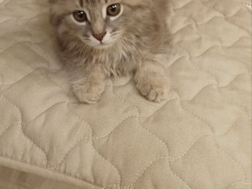 Сибирский котенок