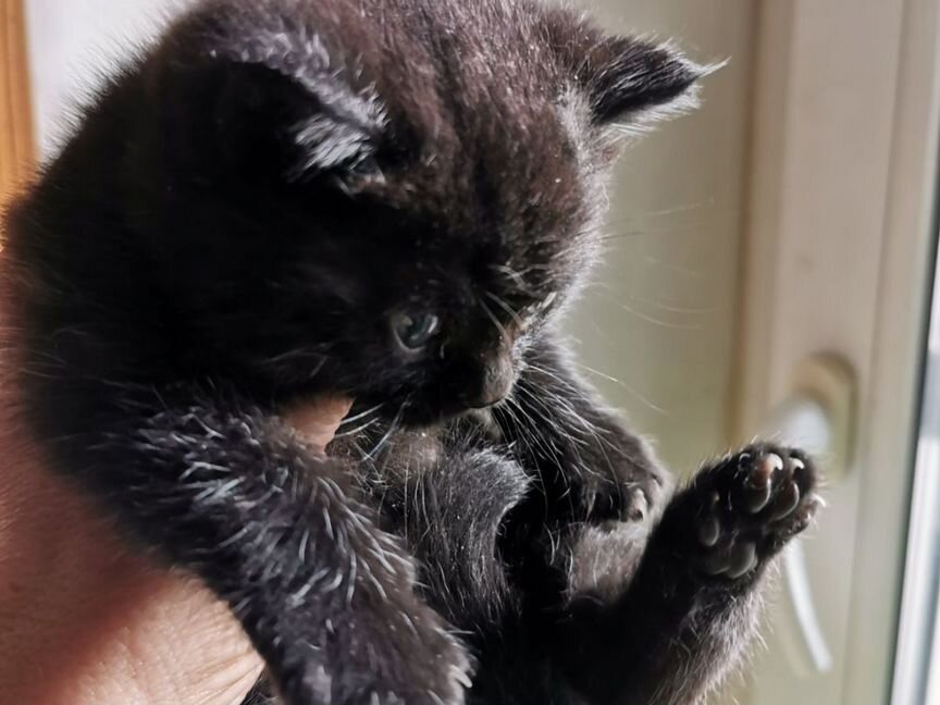 Продам котёнка