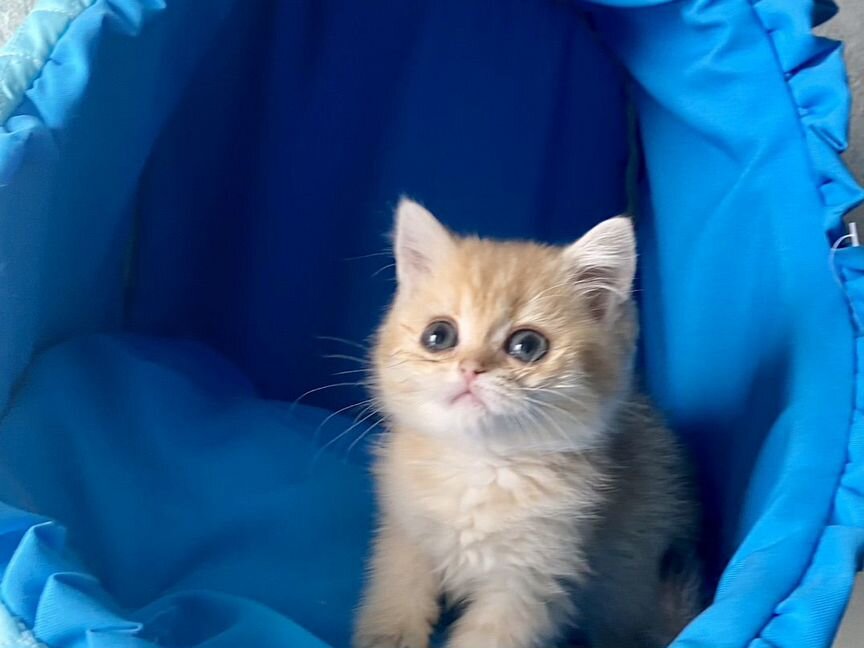 Кошка британочка