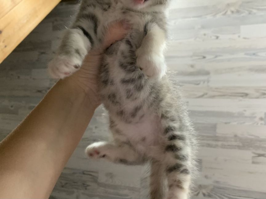 Кошка