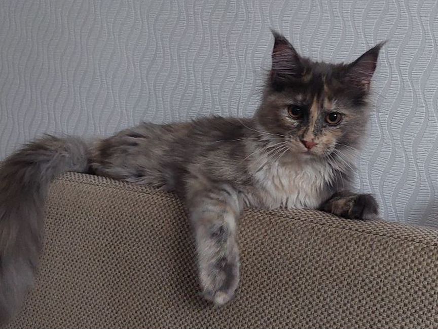 Кошечка мейн-кун