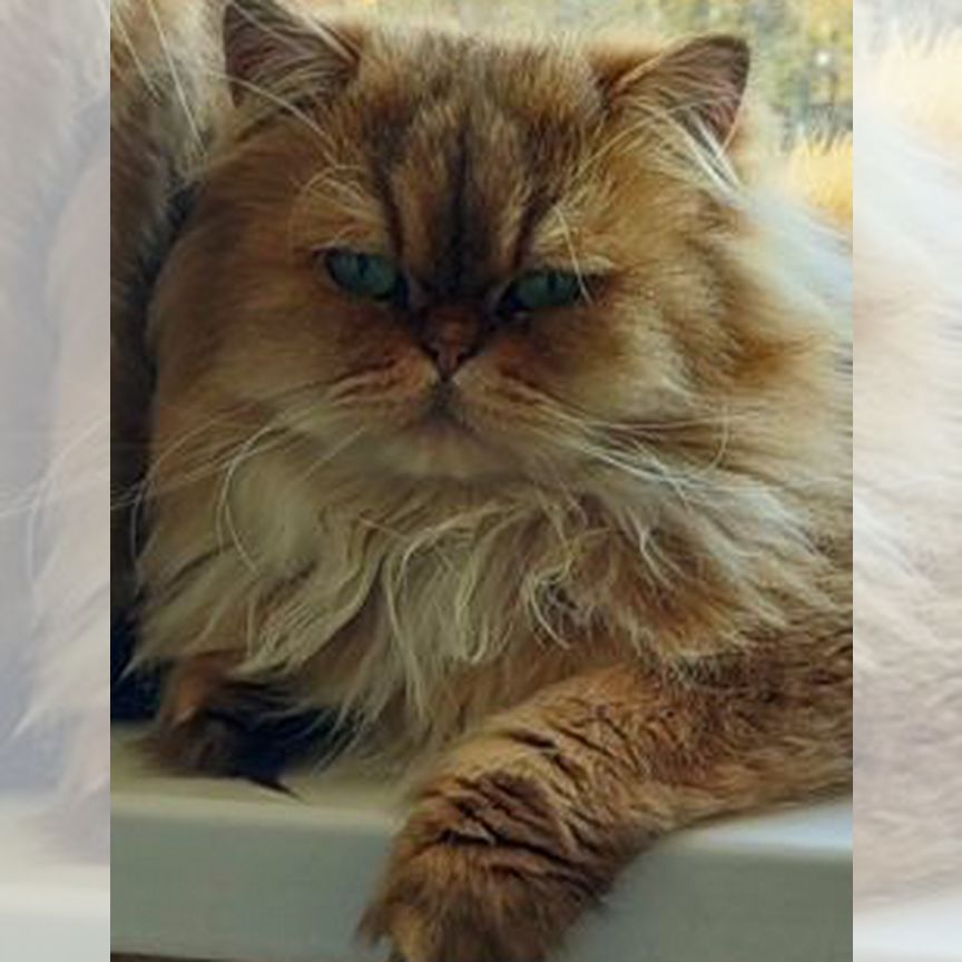 Британская золотая шиншила