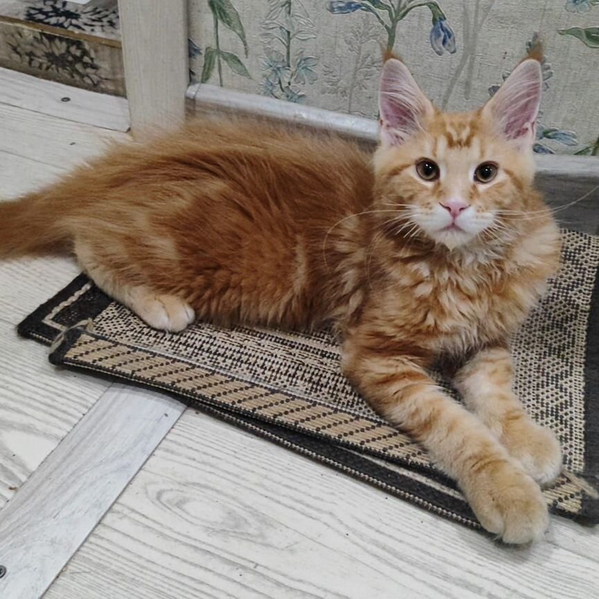 Мейн-кун котёнок