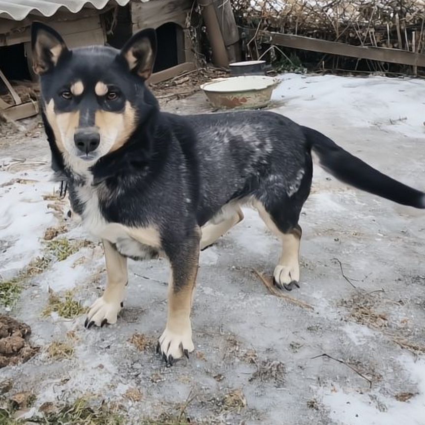Западносибирская лайка, взрослый пёс