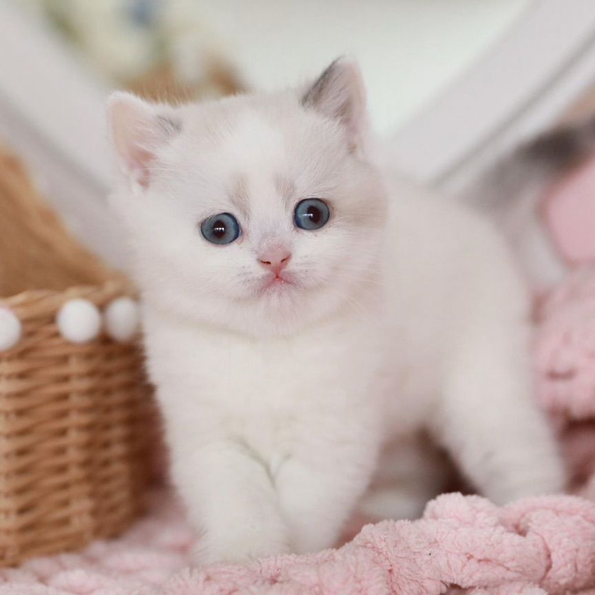 Британский короткошёрстный котёнок