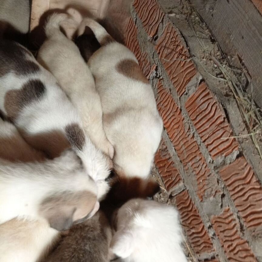 Щенки в добрые руки