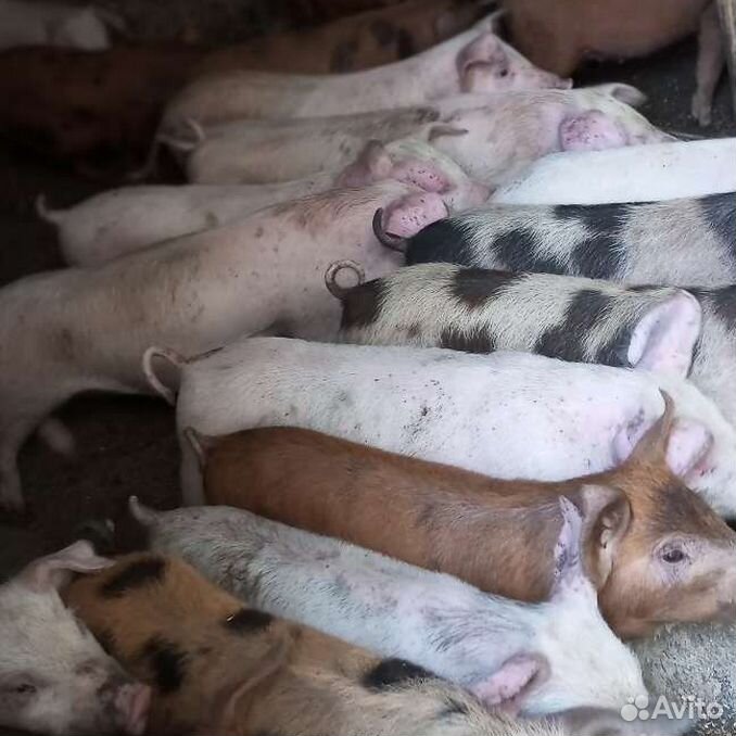 Поросята ландрас и дюрок