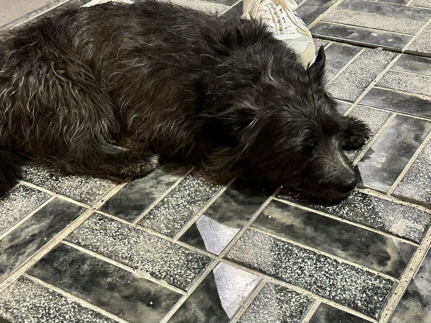 Потерялась собака