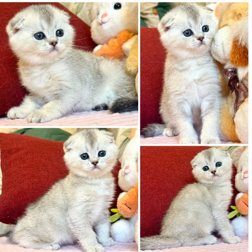 Шотландский вислоухий короткошёрстный котёнок