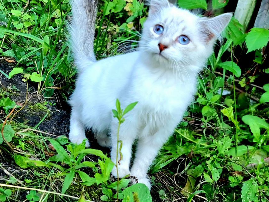 Невкие Маскарадные котята)