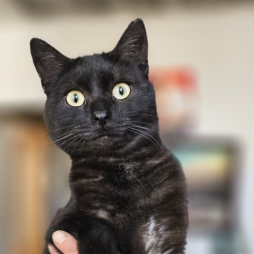 Котики бесплатно