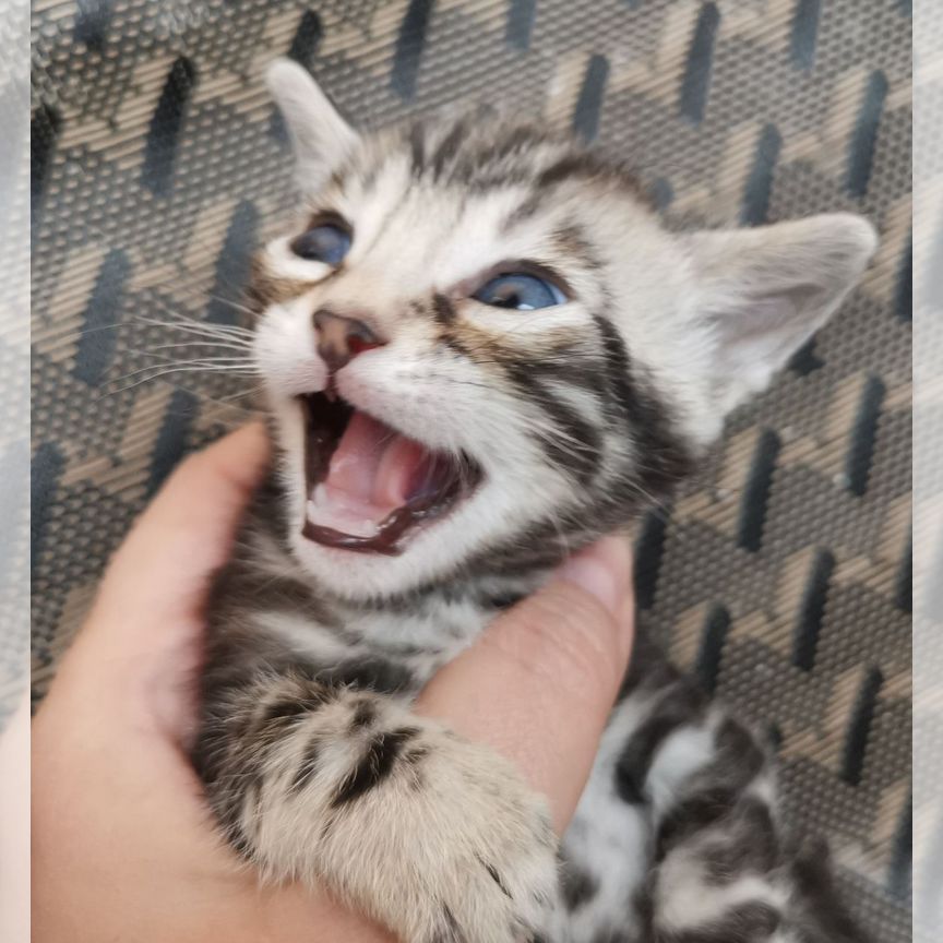 Бенгал мрамор серебро