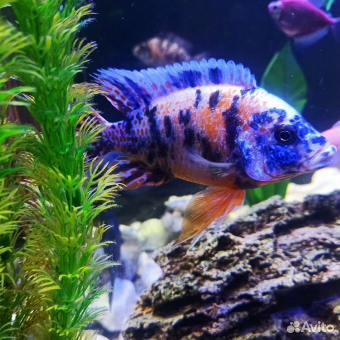 Аулонокара мультиколор