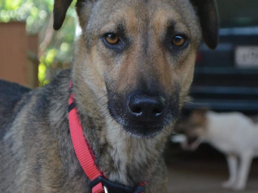 Аристократ Грей из приюта