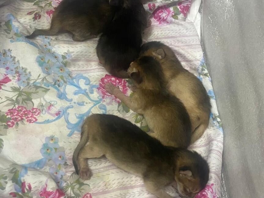 Абиссинские котята