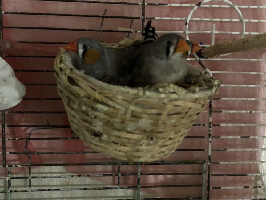 Семья птиц Амадин