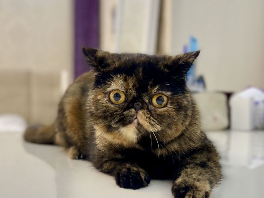 Кошка экзот в разведение