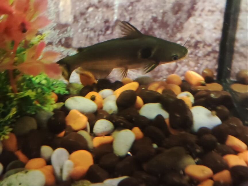 Рыба сом павлиний глаз