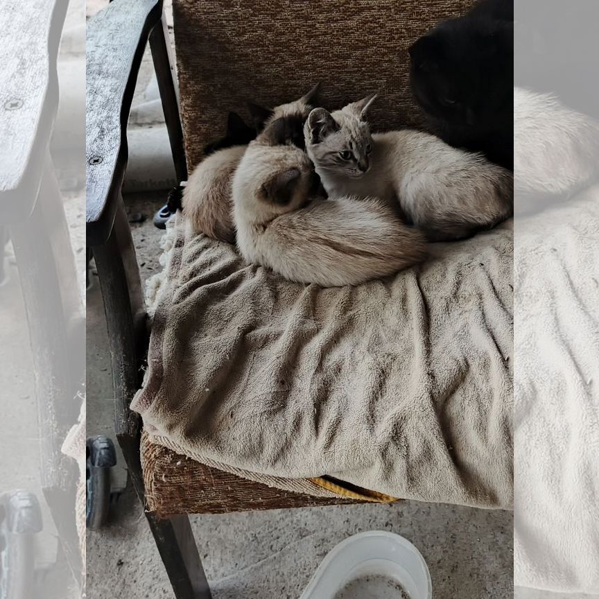 Котята отдам в добрые руки бесплатно