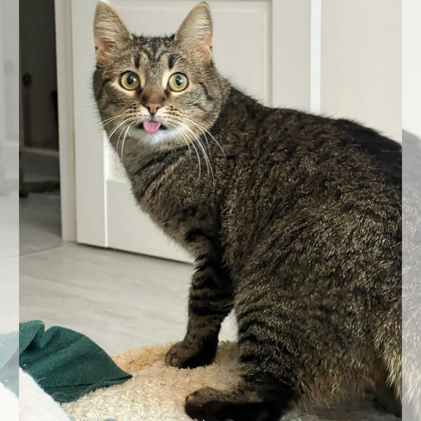 Кошка