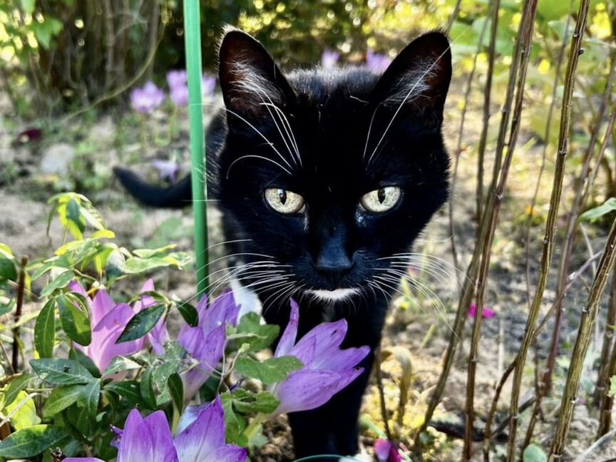 Кошка на дожитие