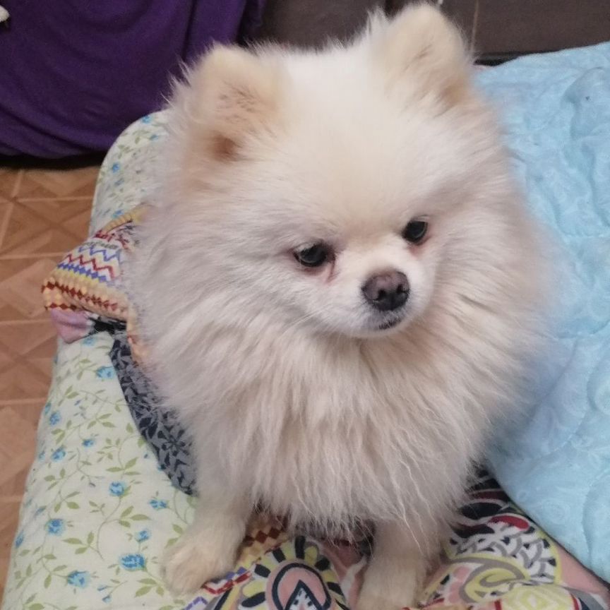 Немецкий шпиц, взрослый пёс