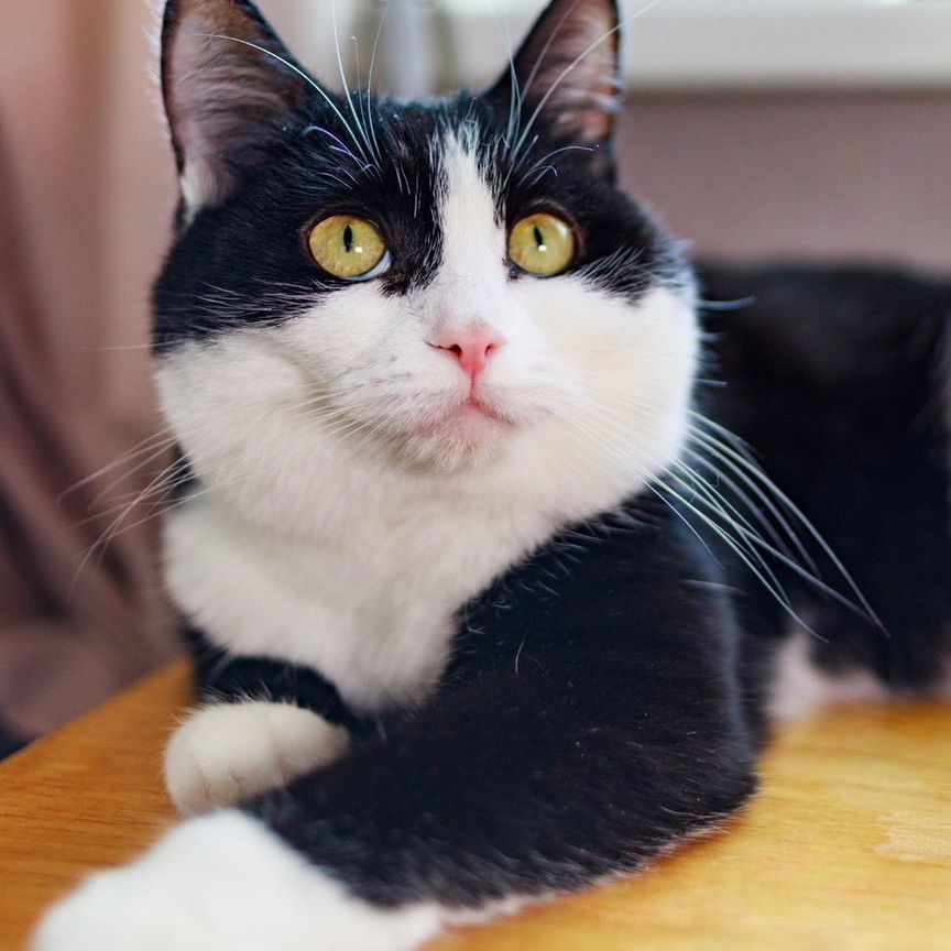 Кошка 4 года кошечка в добрые руки