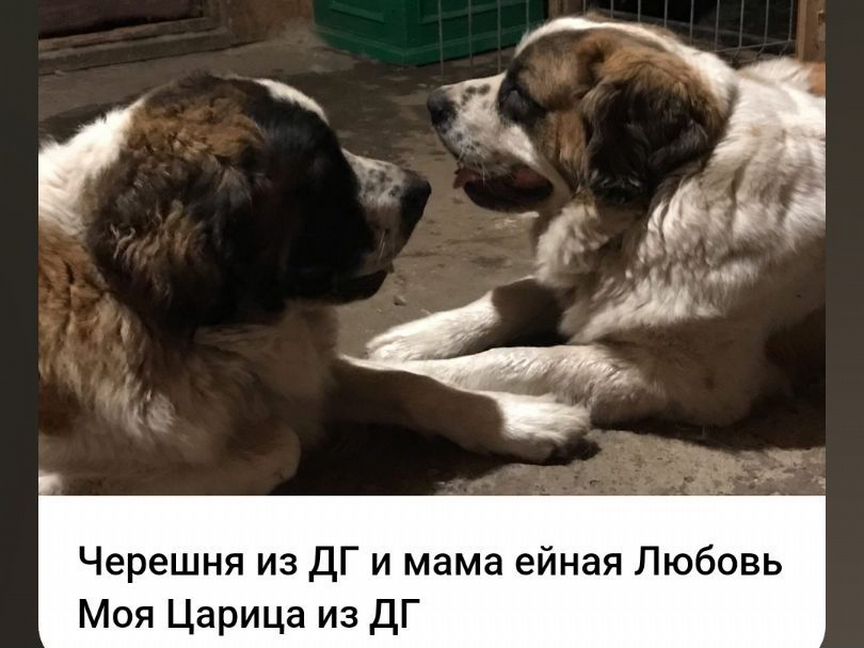 Московская сторожевая щенки