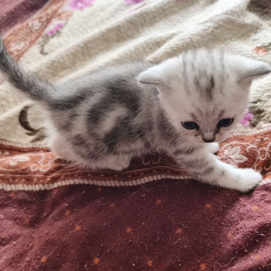 Шотландский прямоухий короткошёрстный котёнок
