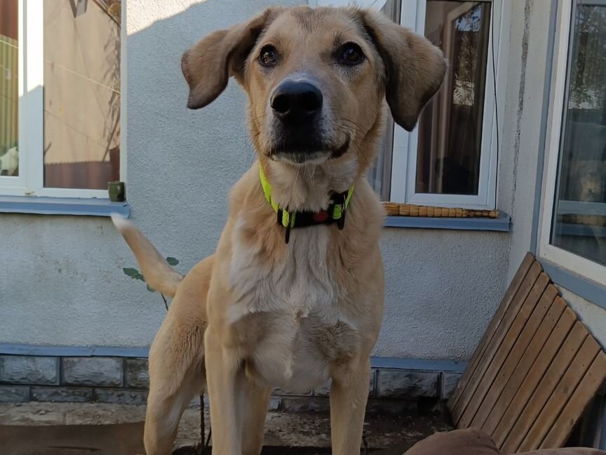 Метиска лабрадора ищет свою семью