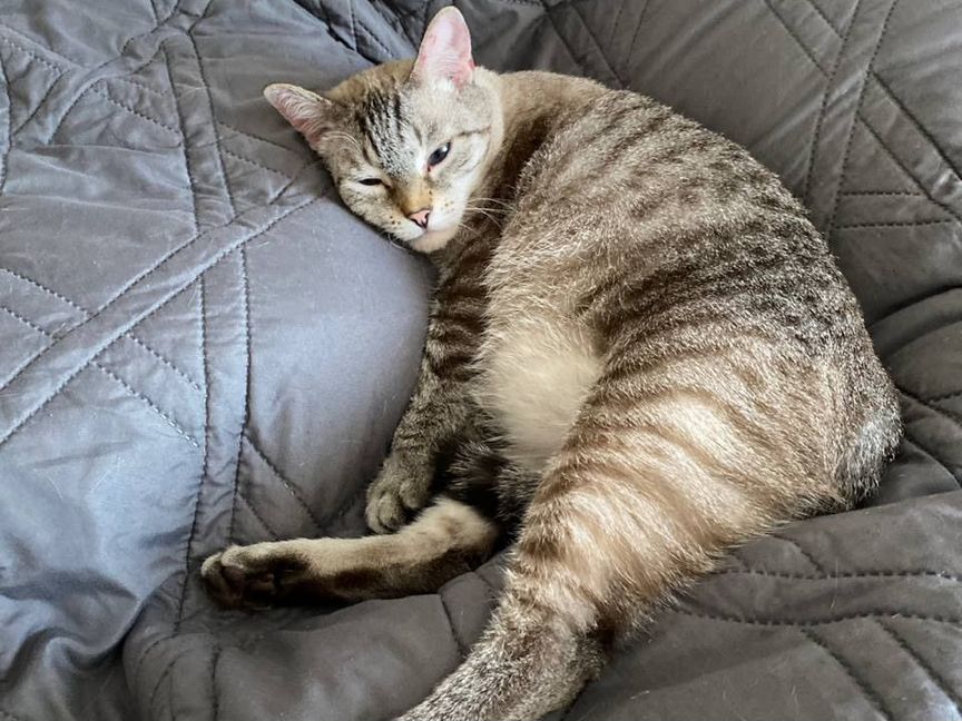 Тайский кот Отдам в добрые руки