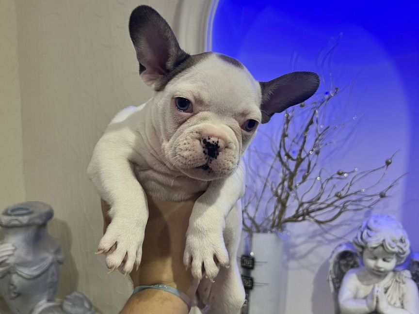 Французский бульдог щенки