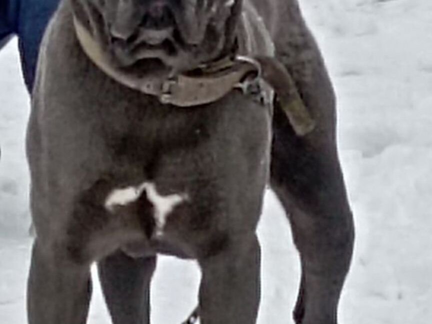 Кане Корсо вязка