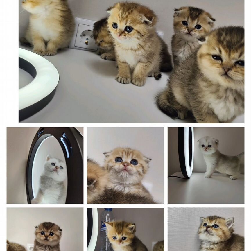 Шотландские котята