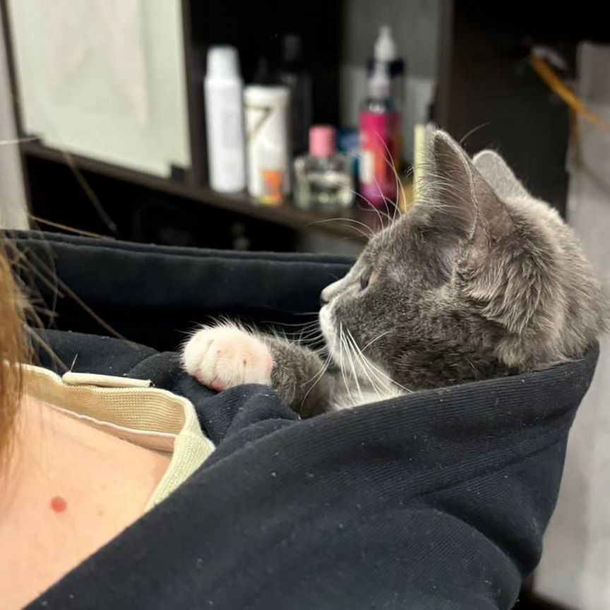 Котята серенькие