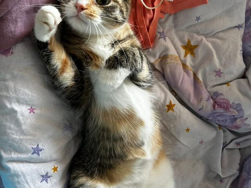 Кошка в дар