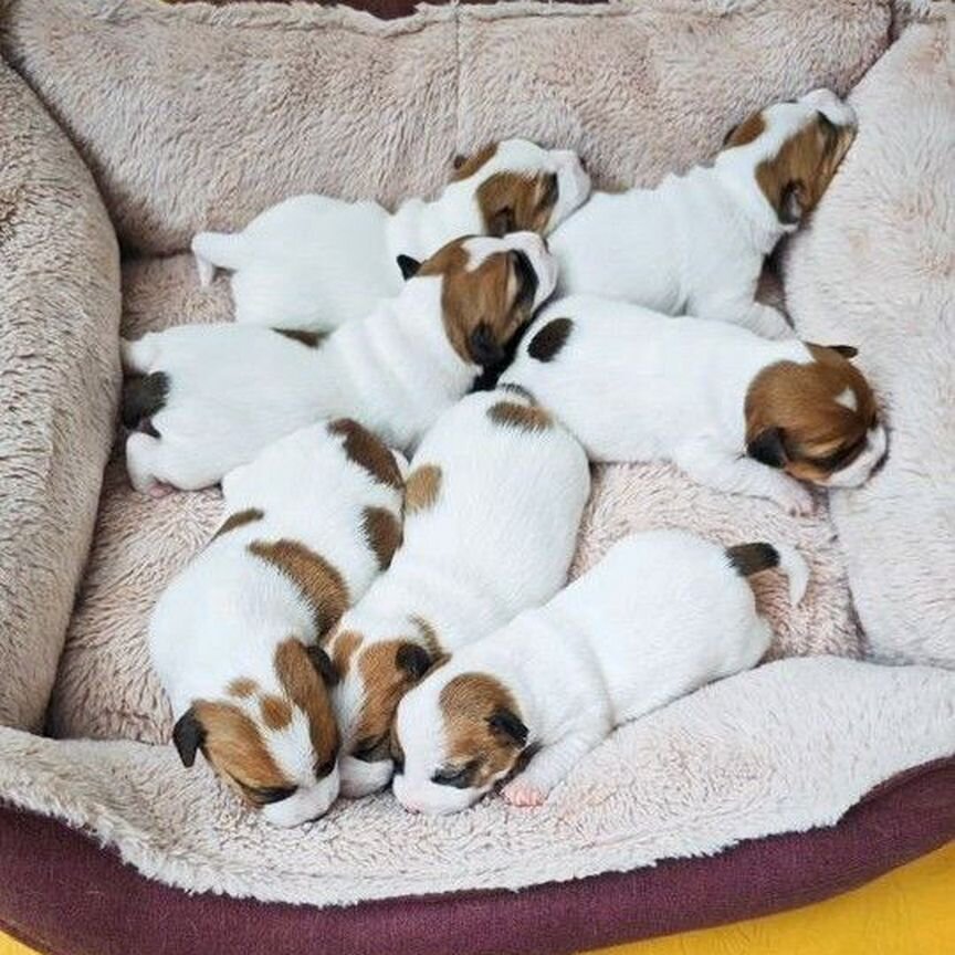 Щенки джек рассел терьер гладкошерстный