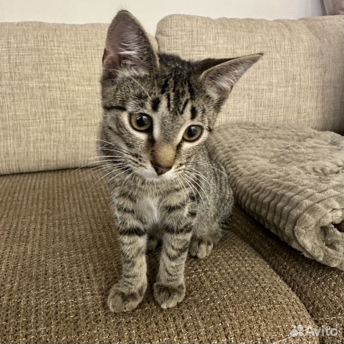 Котенок Евгений