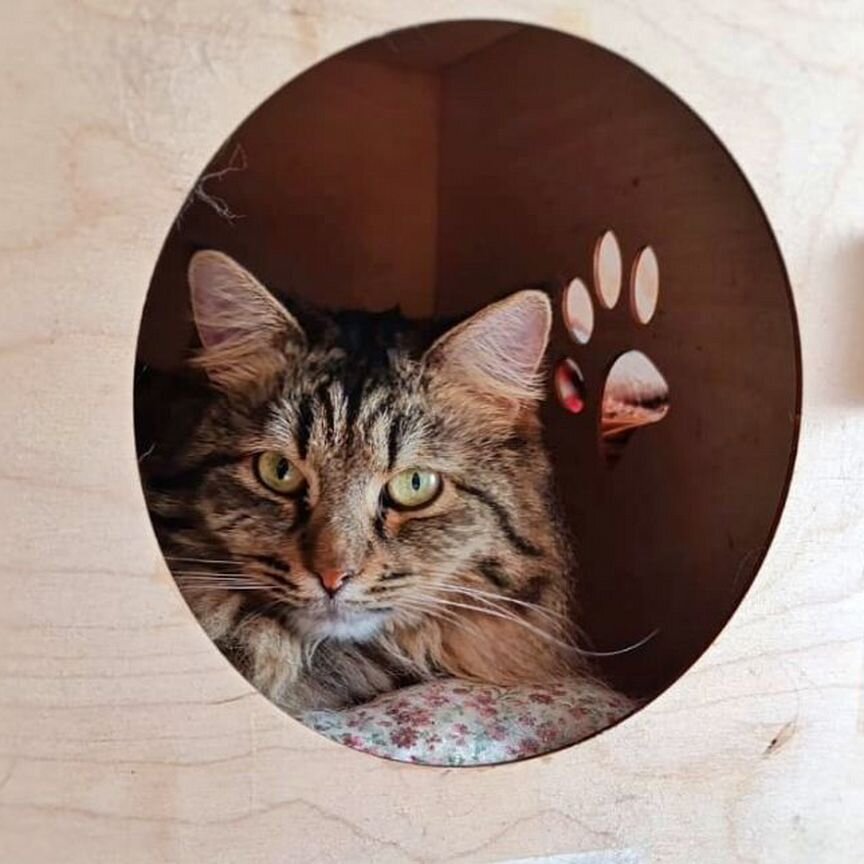 Кот Кошка бесплатно Чокобой и Чокопай