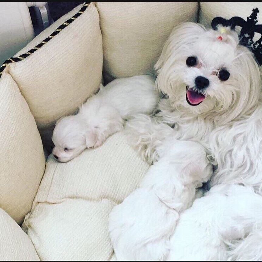 Мальтезе мальчики и девочки РКФ