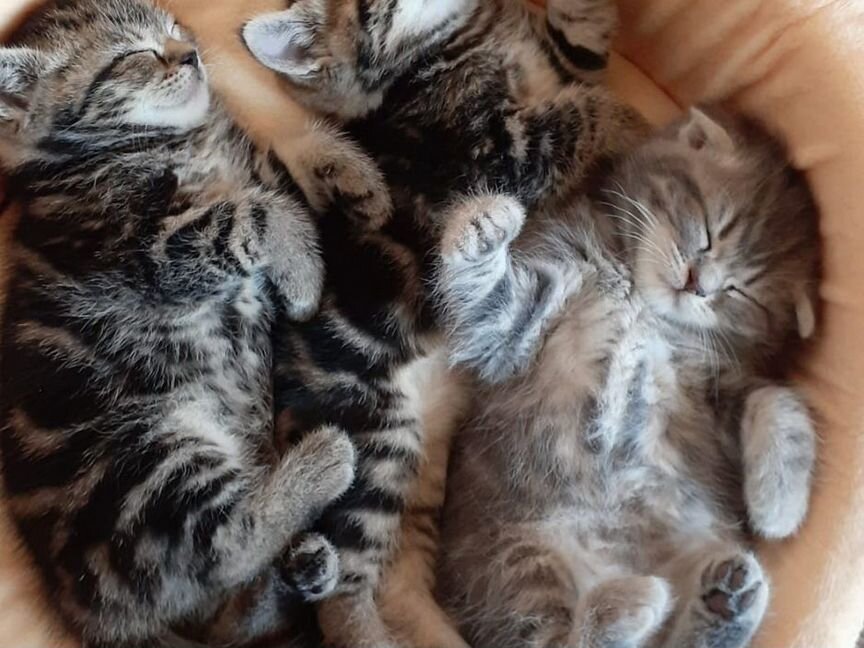 Их папа не пекарь, но они сладкие булочки