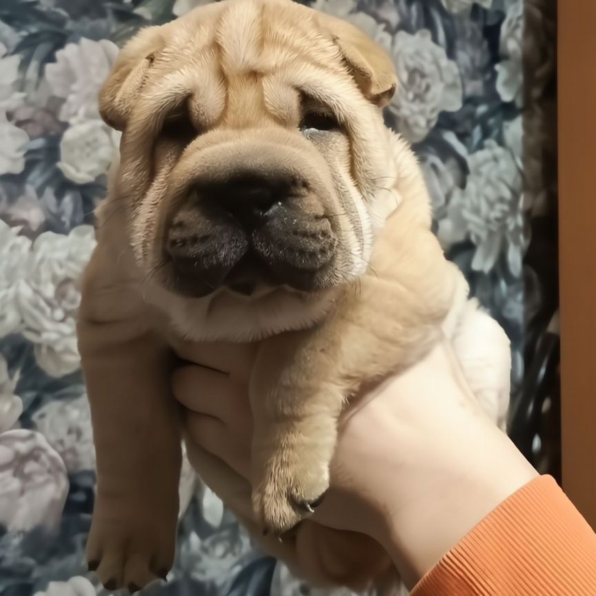 Шарпей, щенок