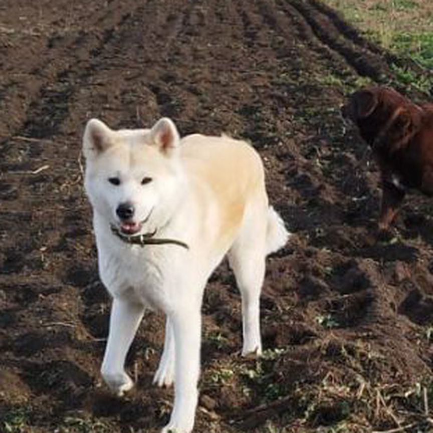 Акита-ину, взрослая собака