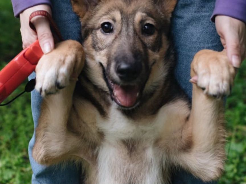 Щенок в добрые руки бесплатно