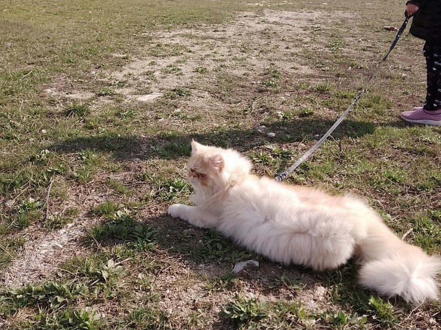 Персидский кот
