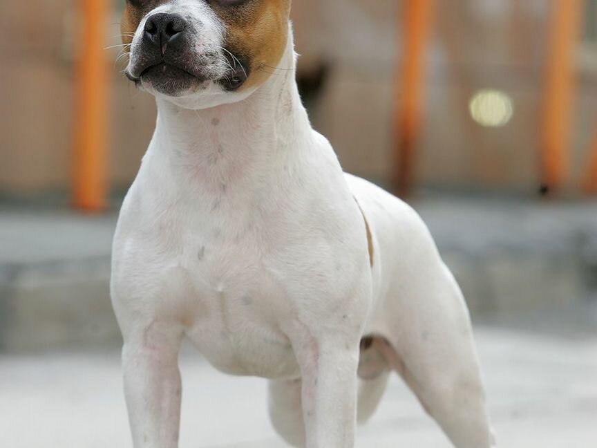 Стаффордширский бультерьер